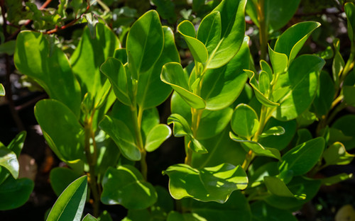 Broadleaf/Kapuka | Okarito Native Trust