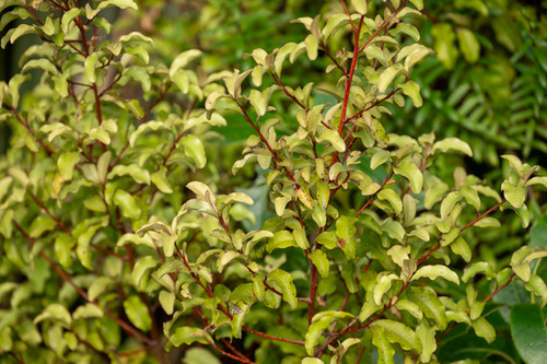 Red Matipo (Myrsine australis) | Okarito Native Trust