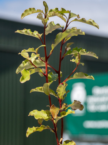 Red Matipo | Okarito Native Trust