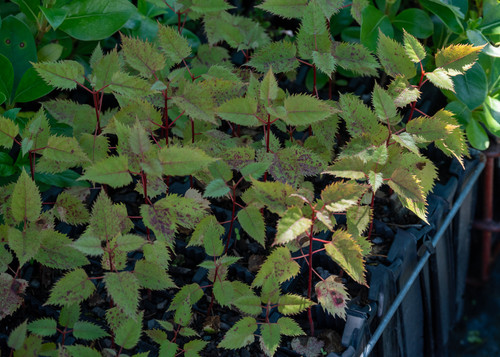 Wineberry | Okarito Native Trust