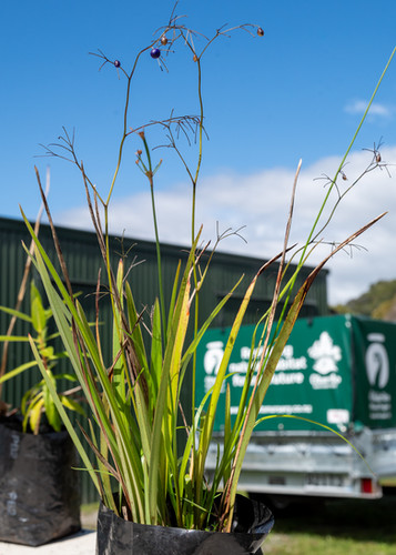 Inkberry/Turutu | Okarito Native Trust