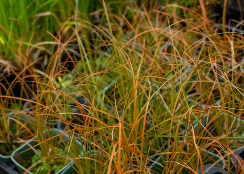Carex testacea | Okarito Native Trust