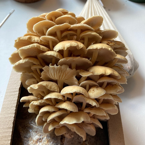 Velvet Shank AKA Golden Enoki (UK Native Species) - Ready-To-Grow Kit ...
