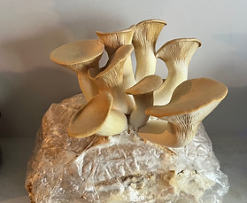 how to make oyster mushroom mycelium