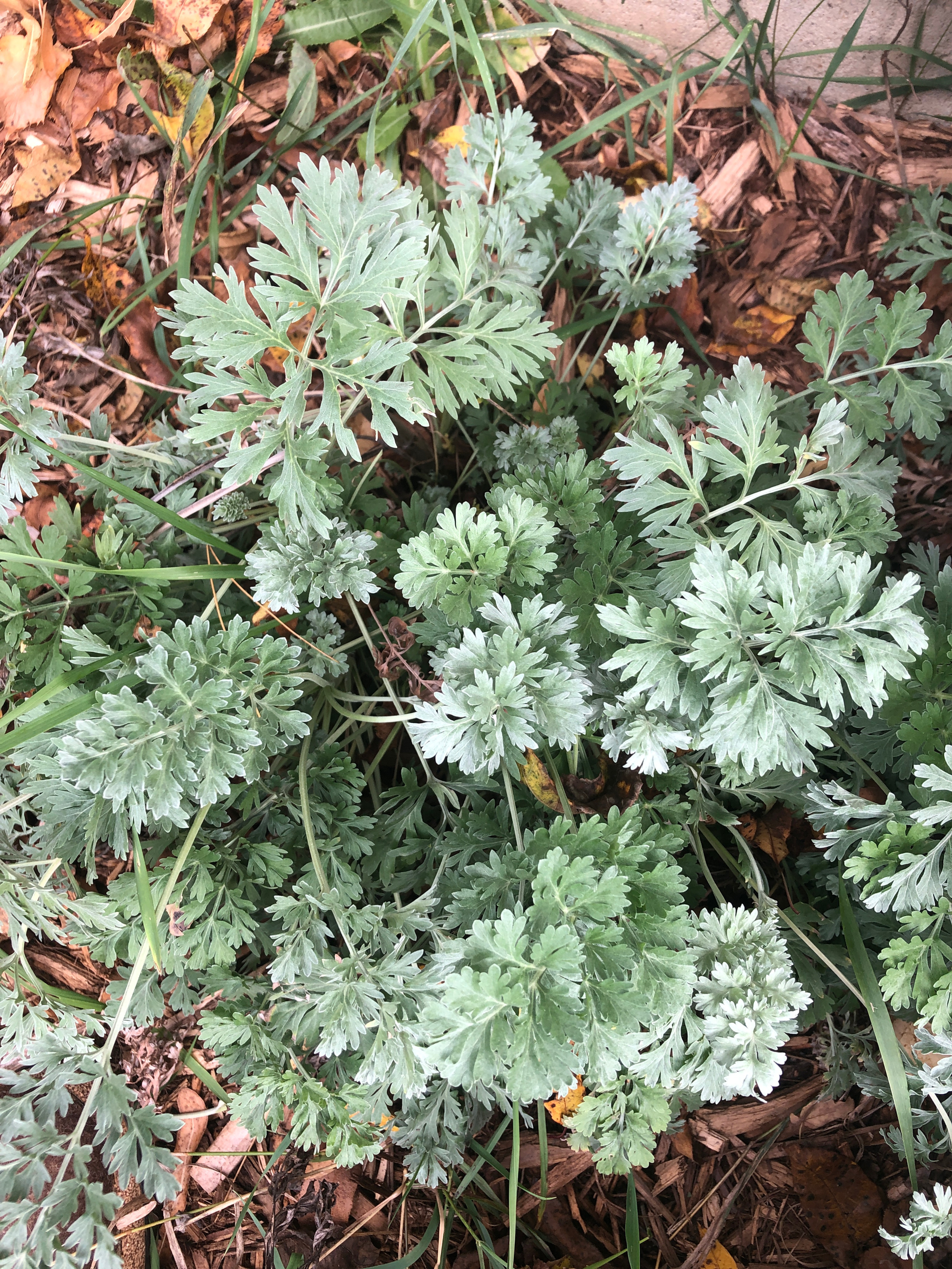 Plant Spirit, Absinthe and Mugwort | Nativa Medica