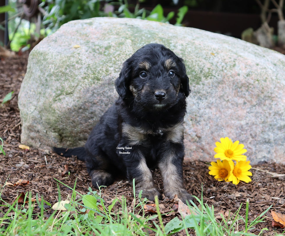 MINI PUPPIES | Bordoodle