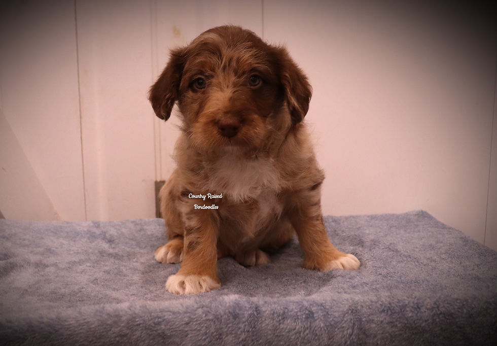 MINI PUPPIES | Bordoodle