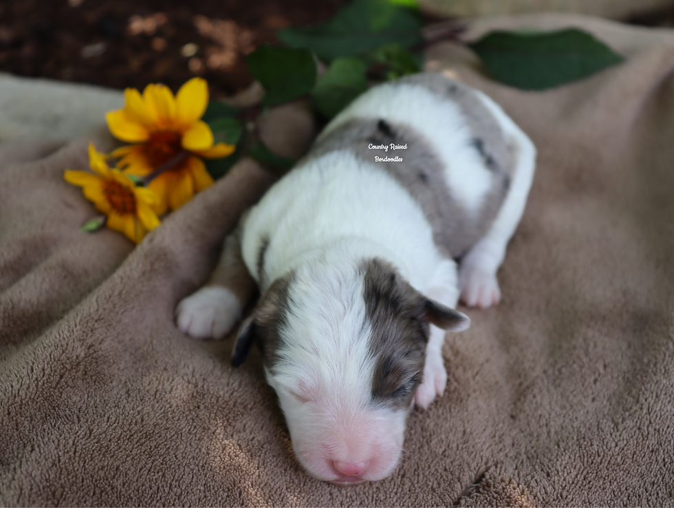 MINI PUPPIES | Bordoodle