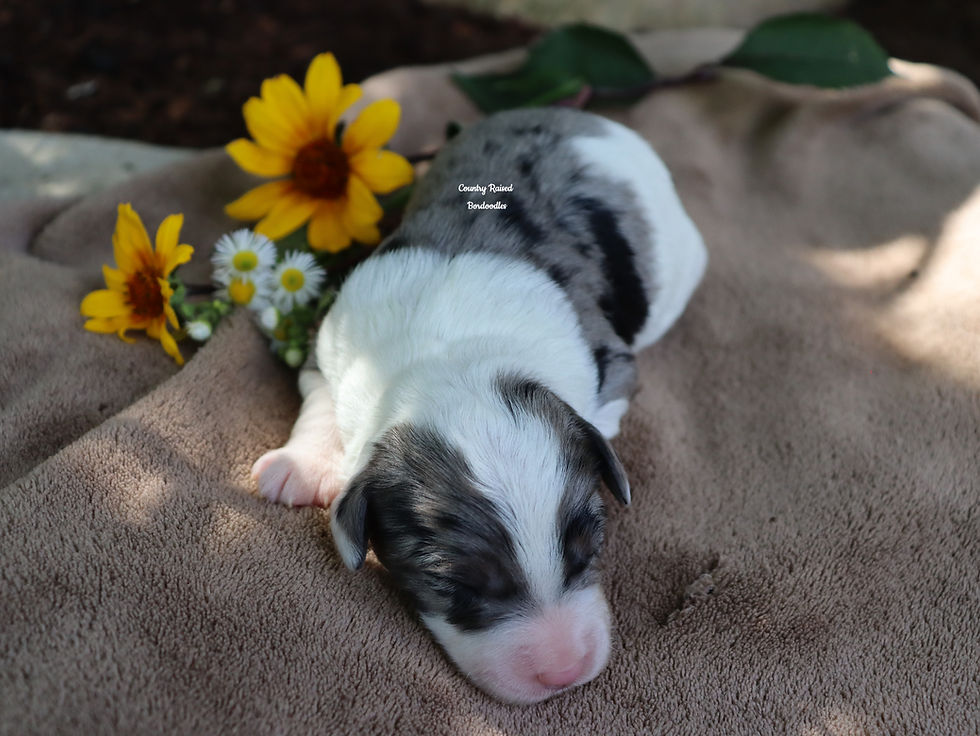 MINI PUPPIES | Bordoodle