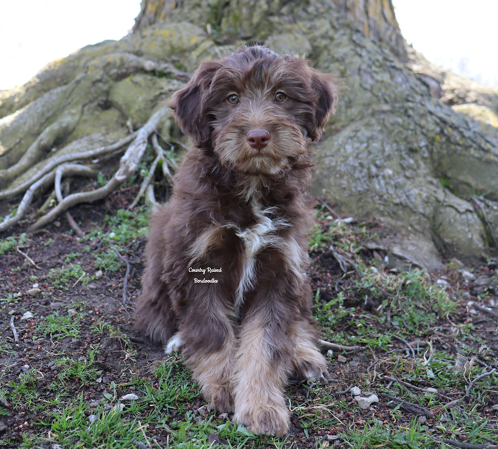 MINI PUPPIES | Bordoodle