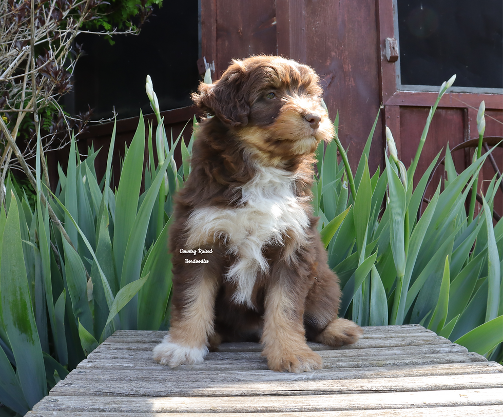 MINI PUPPIES | Bordoodle