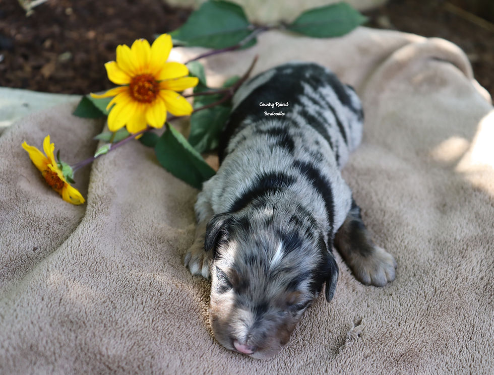 MINI PUPPIES | Bordoodle