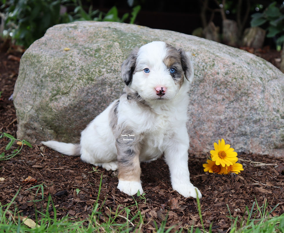 MINI PUPPIES | Bordoodle