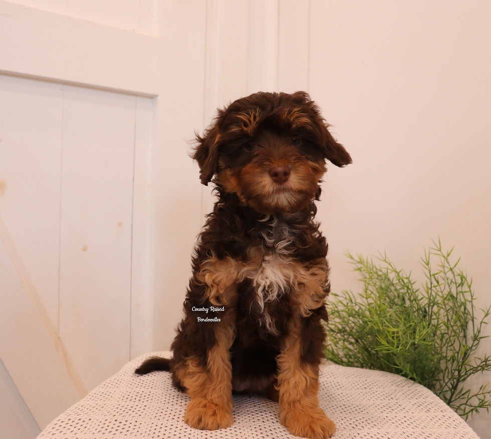 MINI PUPPIES | Bordoodle