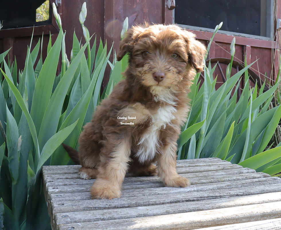 MINI PUPPIES | Bordoodle