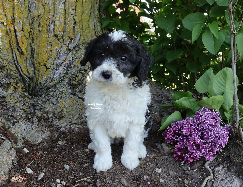 TINY PUPPIES | Bordoodle