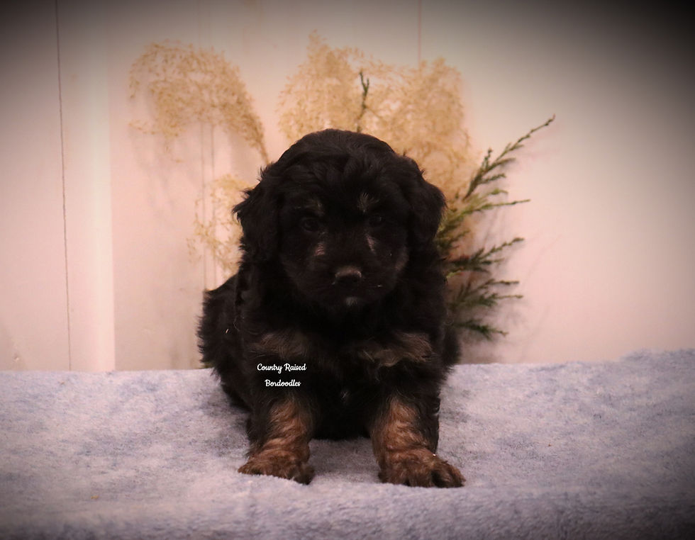 MINI PUPPIES | Bordoodle