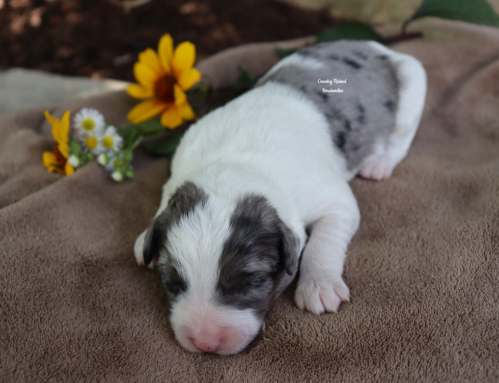 MINI PUPPIES | Bordoodle