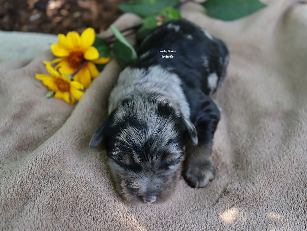 MINI PUPPIES | Bordoodle