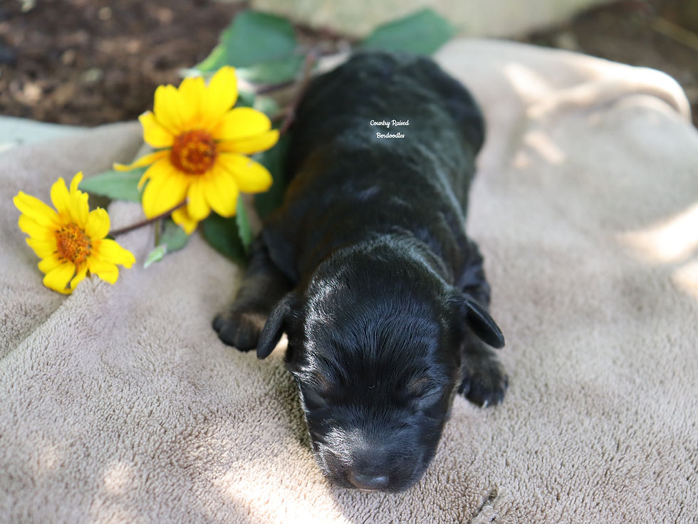 MINI PUPPIES | Bordoodle