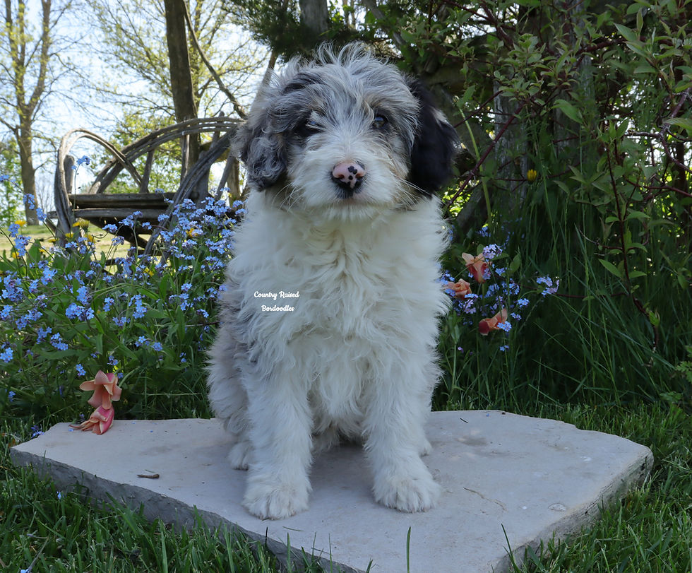 MINI PUPPIES | Bordoodle