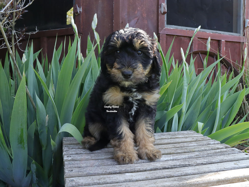 MINI PUPPIES | Bordoodle