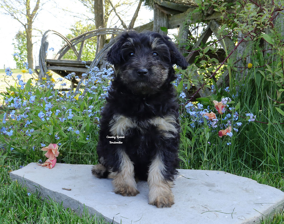 MINI PUPPIES | Bordoodle