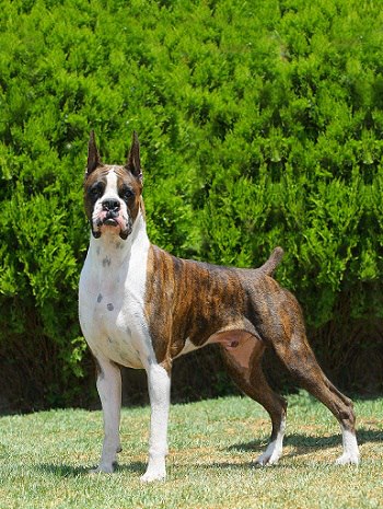 Roca Boxers | Clinica Veterinaria y Criadero