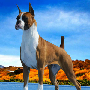 Roca Boxers | Clinica Veterinaria y Criadero