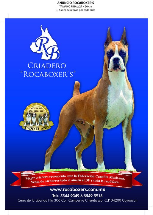 Roca Boxers | Clinica Veterinaria y Criadero