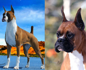 Roca Boxers | Clinica Veterinaria y Criadero