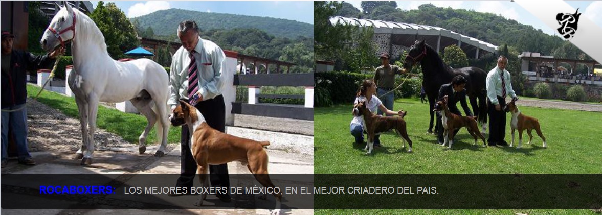 Roca Boxers | Clinica Veterinaria y Criadero