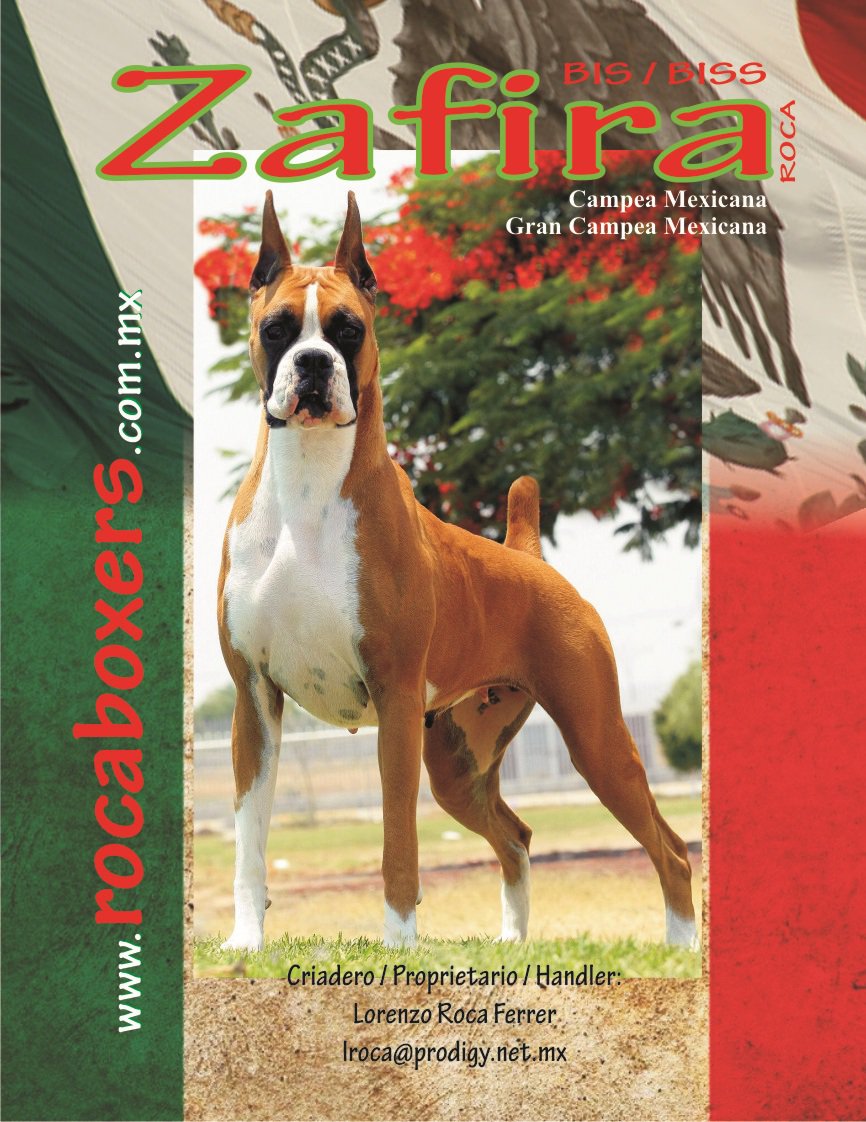 Roca Boxers | Clinica Veterinaria y Criadero