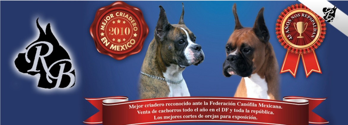 Roca Boxers | Clinica Veterinaria y Criadero