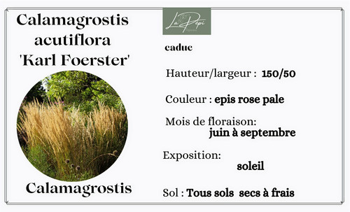 Calamagrostis acutiflora 'Karl Foerster' | LaPépi