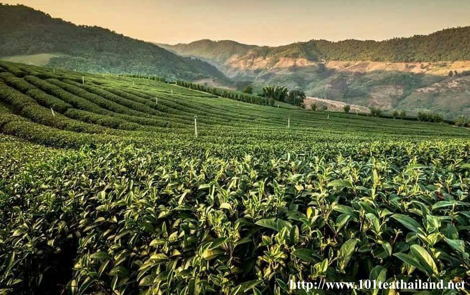 101 Tea Plantation Thailand