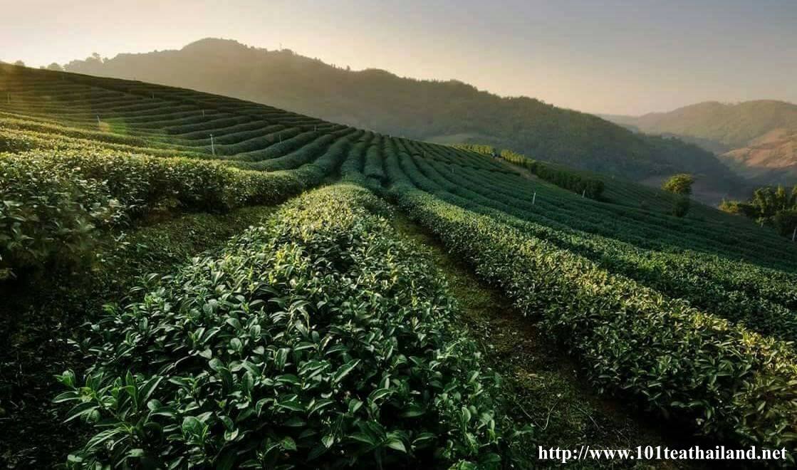 101 Tea Plantation Thailand