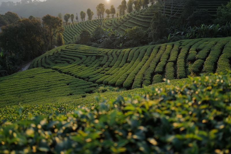 Contact Us | 101 Tea Thailand - Chiang Rai Tea Plantation
