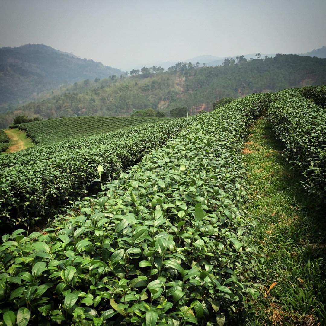 101 Tea Plantation Thailand