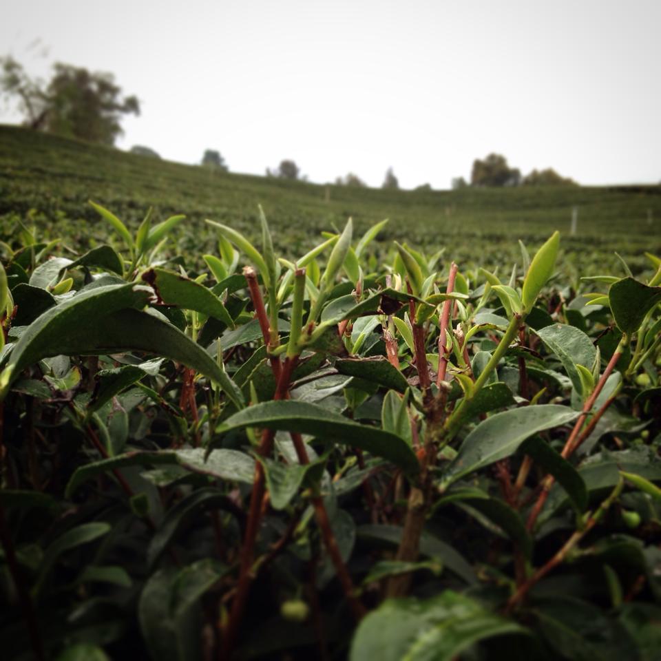 101 Tea Plantation Thailand