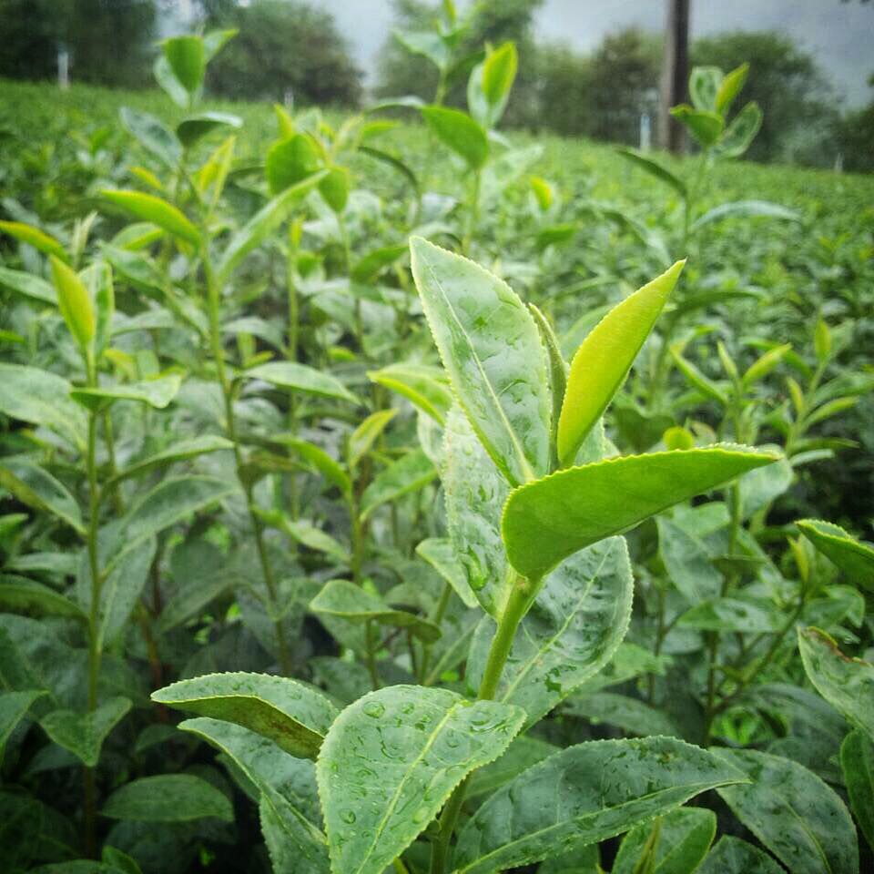 101 Tea Plantation Thailand