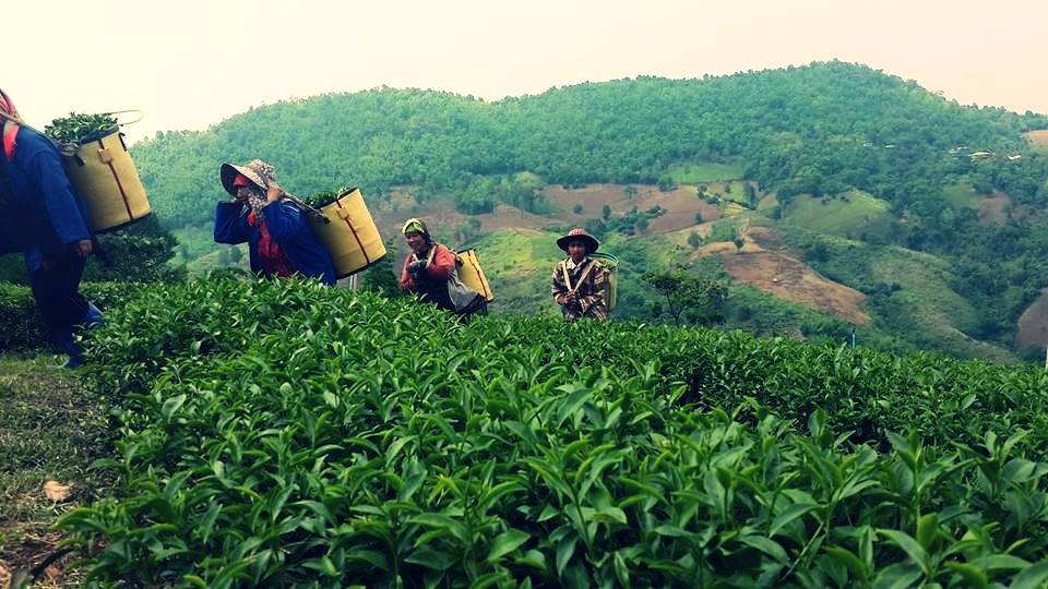 101 Tea Plantation Thailand