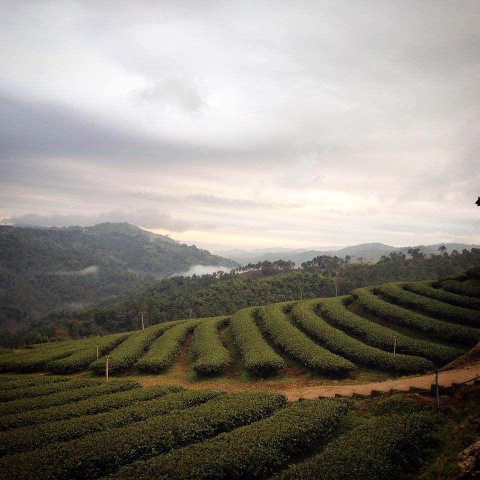 101 Tea Plantation Thailand