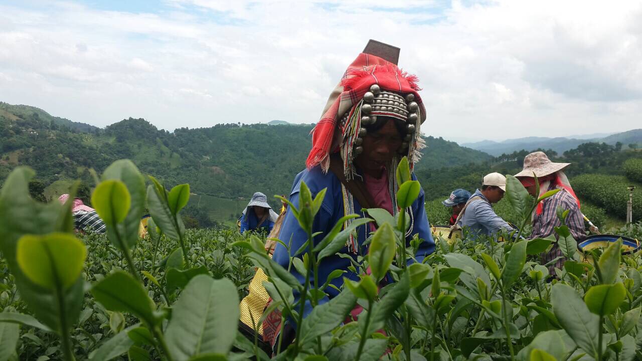 101 Tea Plantation Thailand