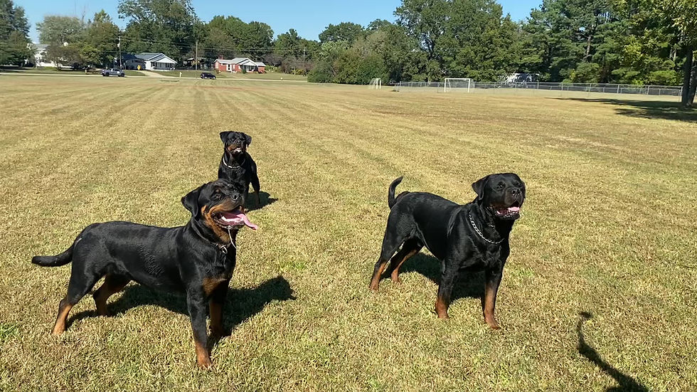 Rottweiler Breeder | Srkennel.com