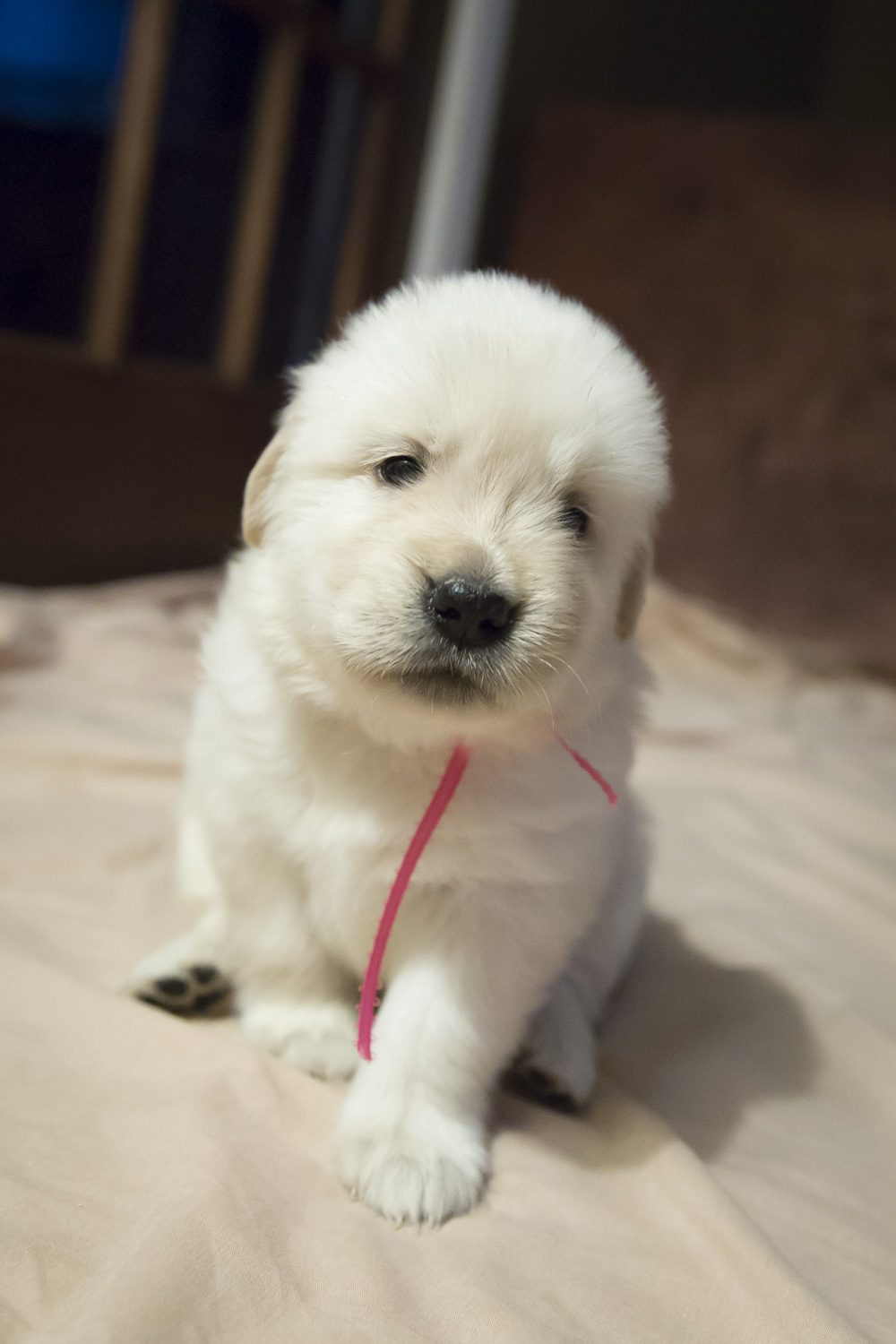 Previous Litters | goldenpuppylove