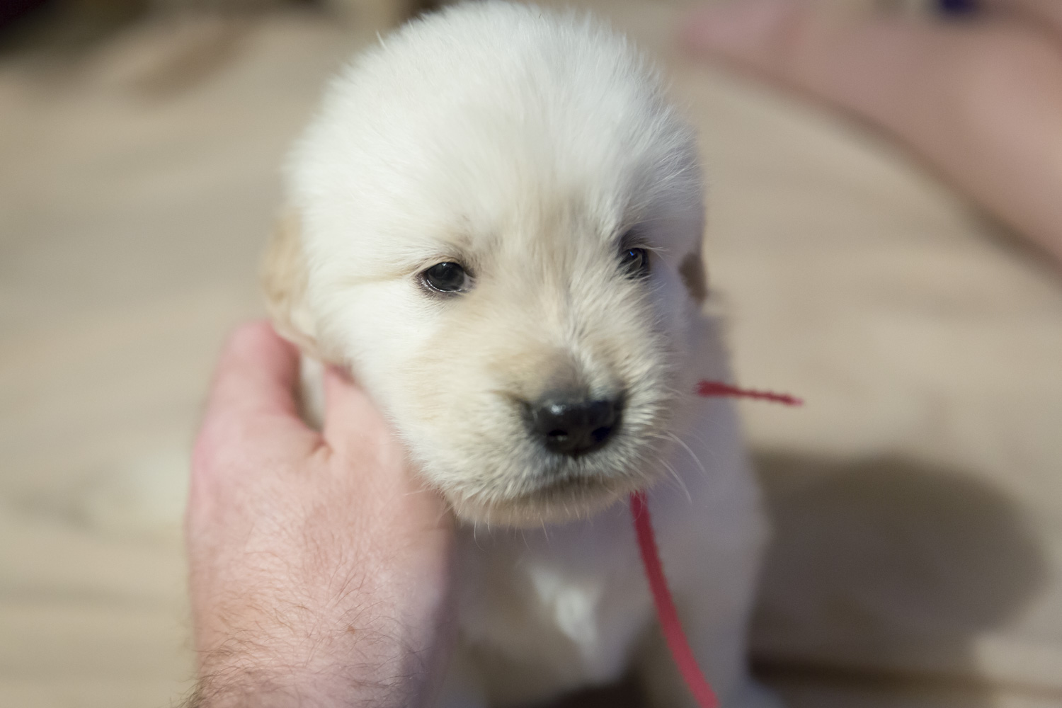 Previous Litters | goldenpuppylove