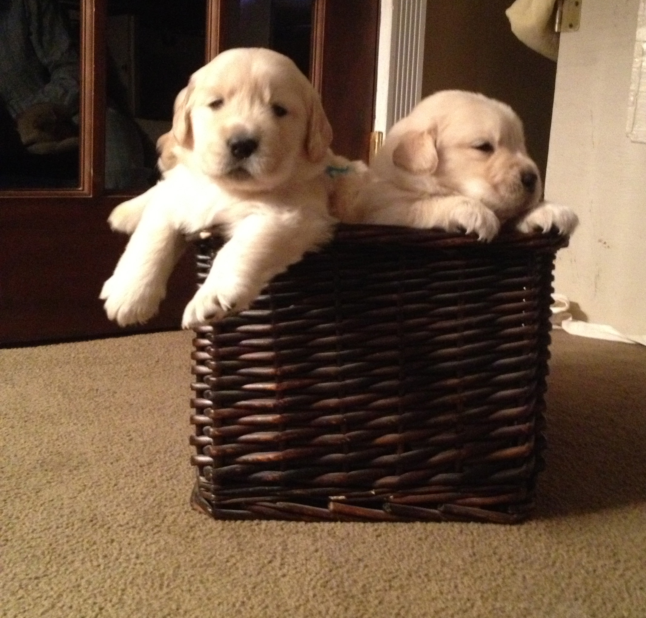 Previous Litters | goldenpuppylove