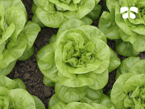 Lechuga White Boston | Semillas Arroyave