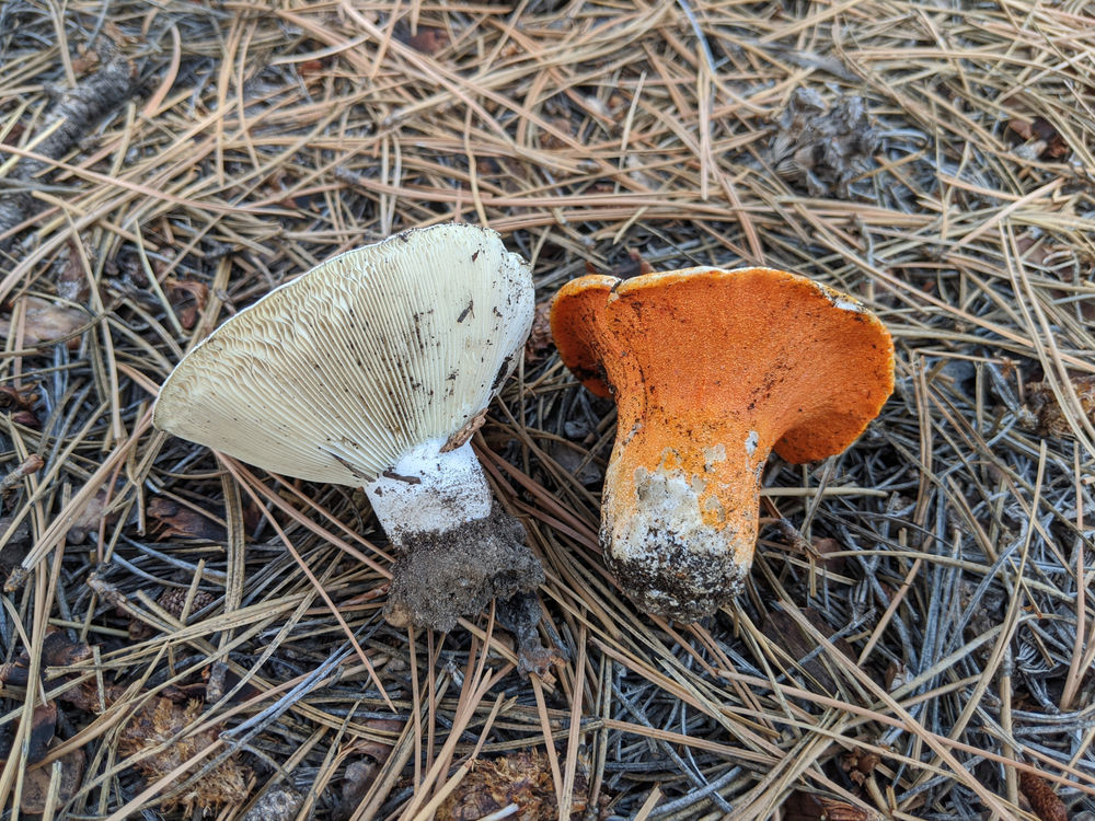 Lobster Mushrooms, Hypomyces lactifluorum Lobster Mushrooms, Hypomyces lactifluorum